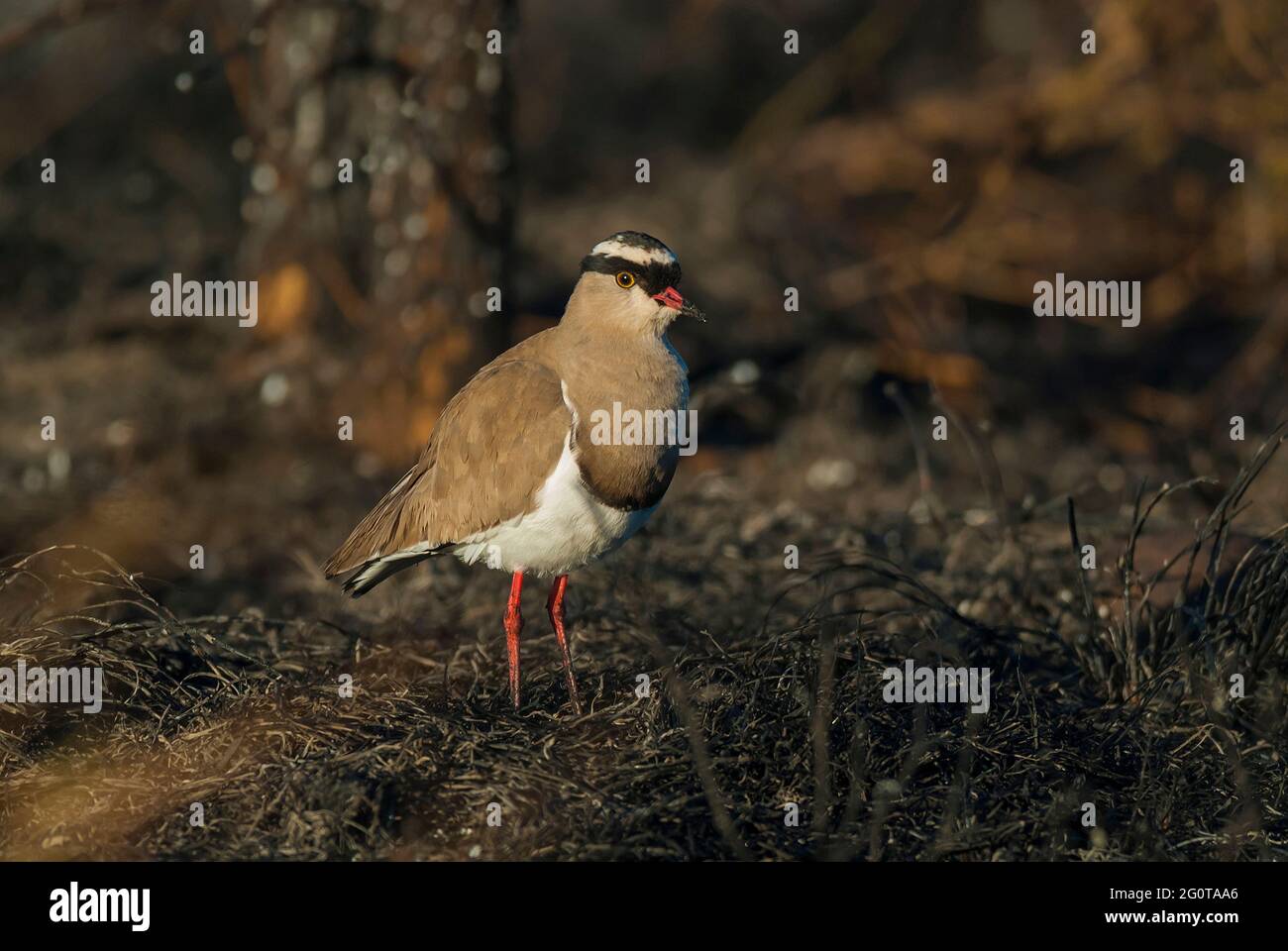 Crowned plover, Vanellus Coronatus, Kruger National park, South Africa ...