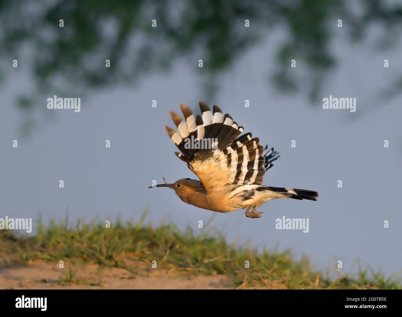 hoope in wildlife reserves , Hoopoes are colourful birds found across ...