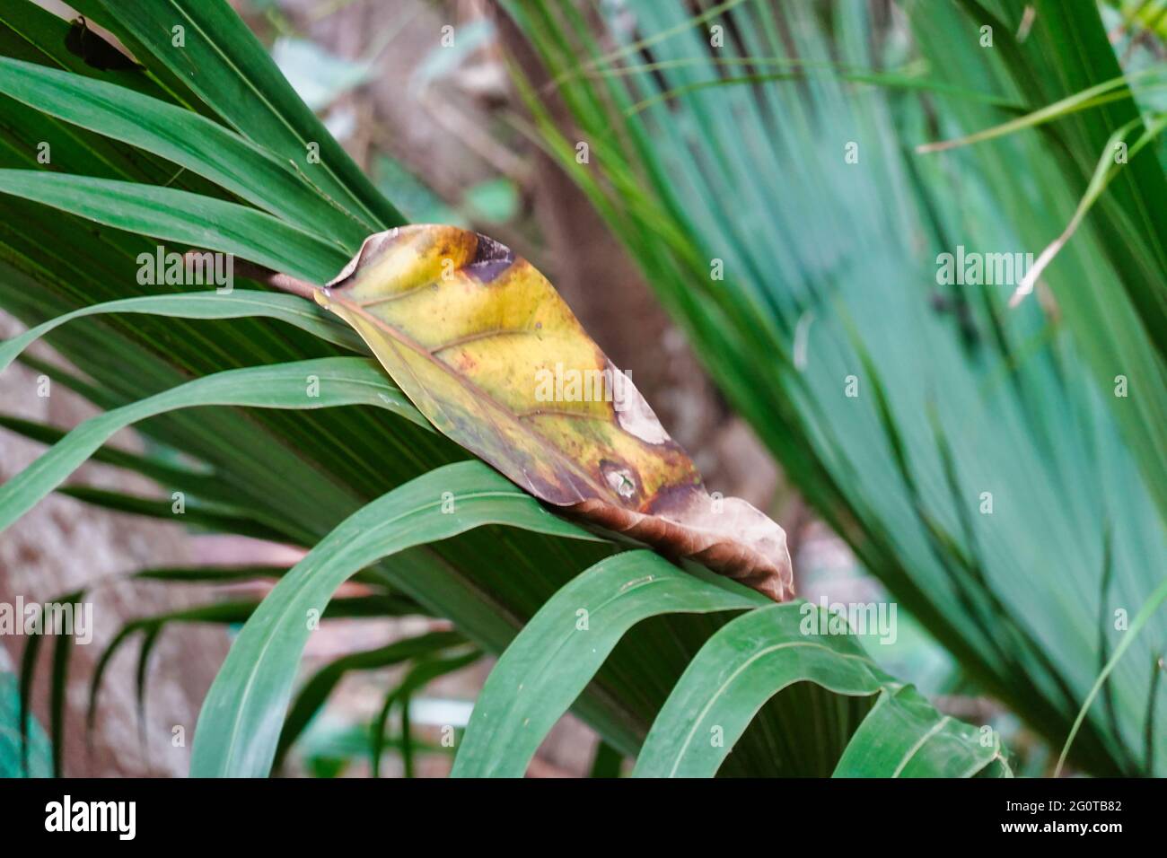 Stacked palm leaves hi-res stock photography and images - Alamy