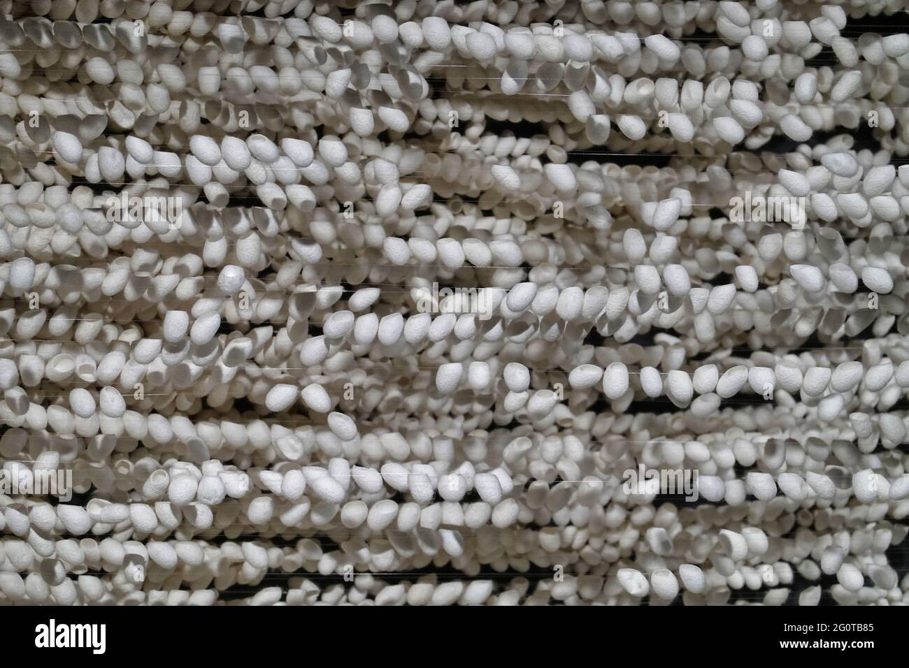 Silkworm threads hi-res stock photography and images - Alamy