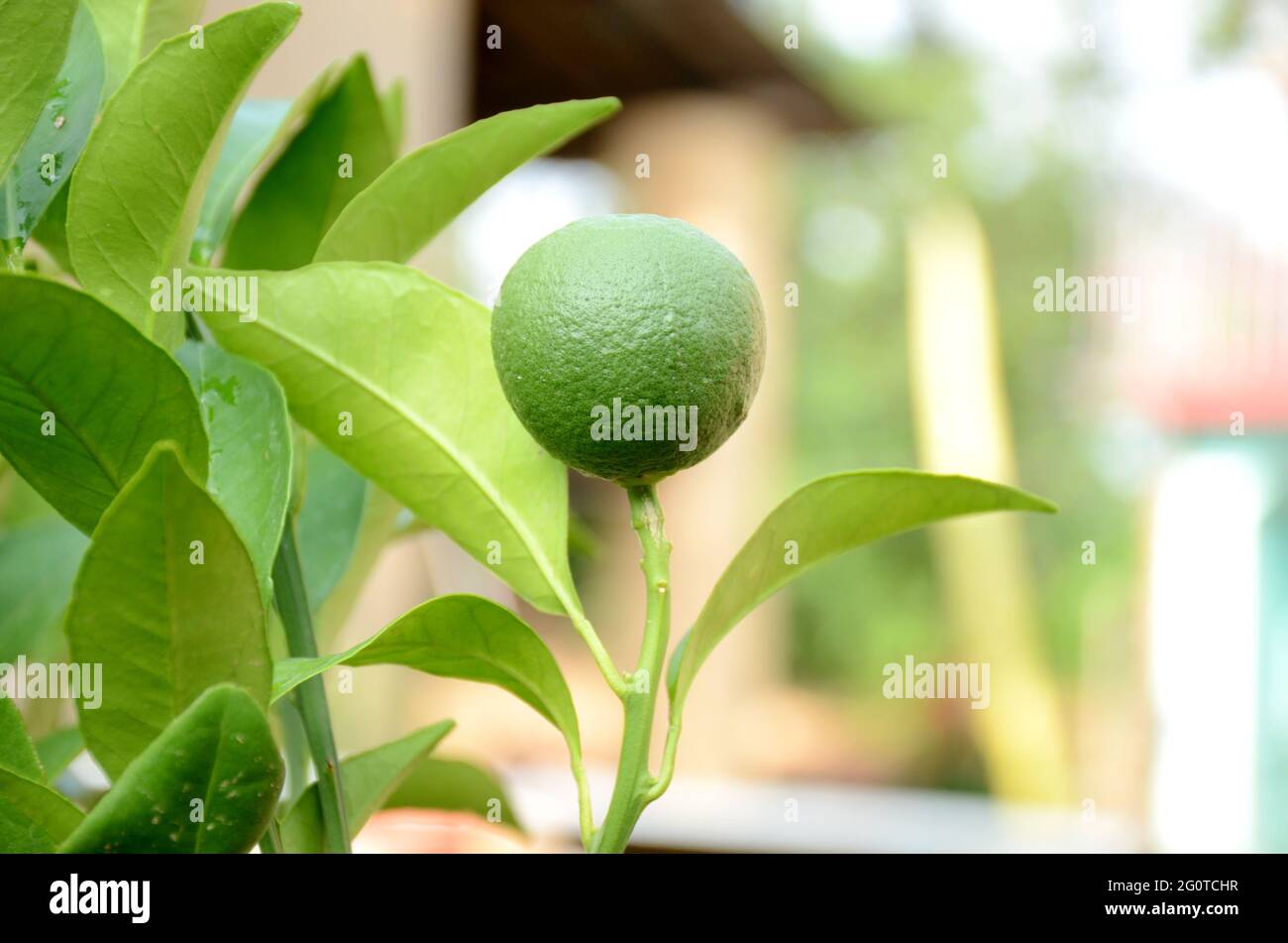 closeup ripe green grapefruit growing with leaves and branch in the ...