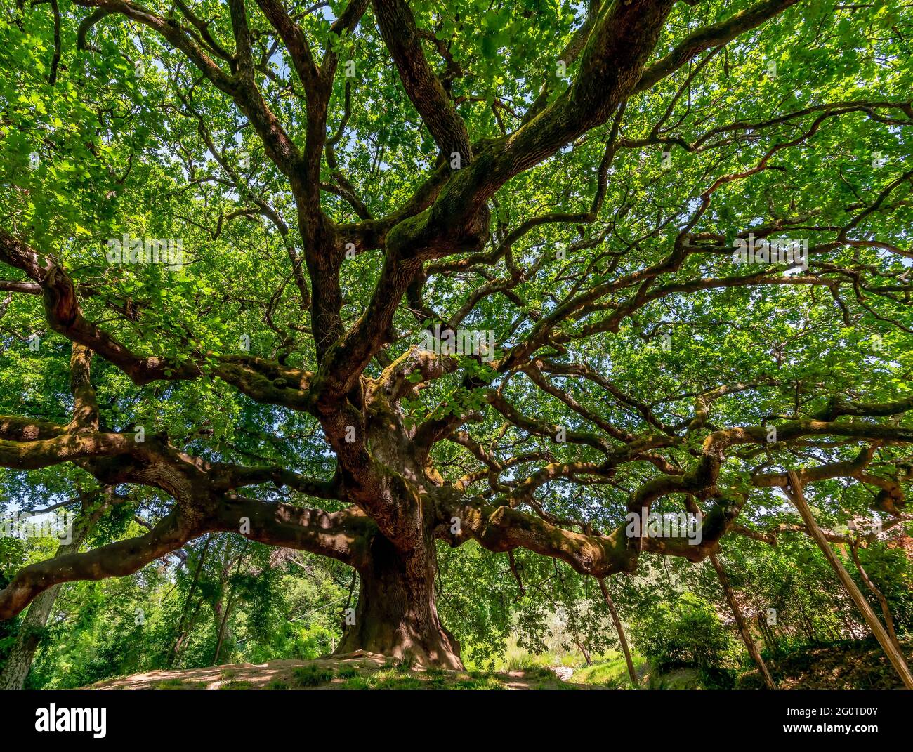 Beautiful huge oak tree hi-res stock photography and images - Alamy