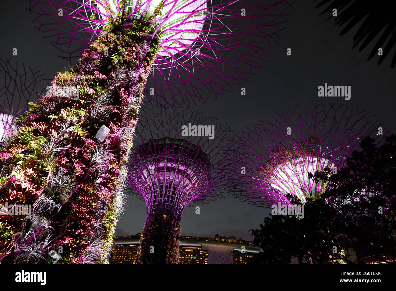 super trees in singapore Stock Photo - Alamy