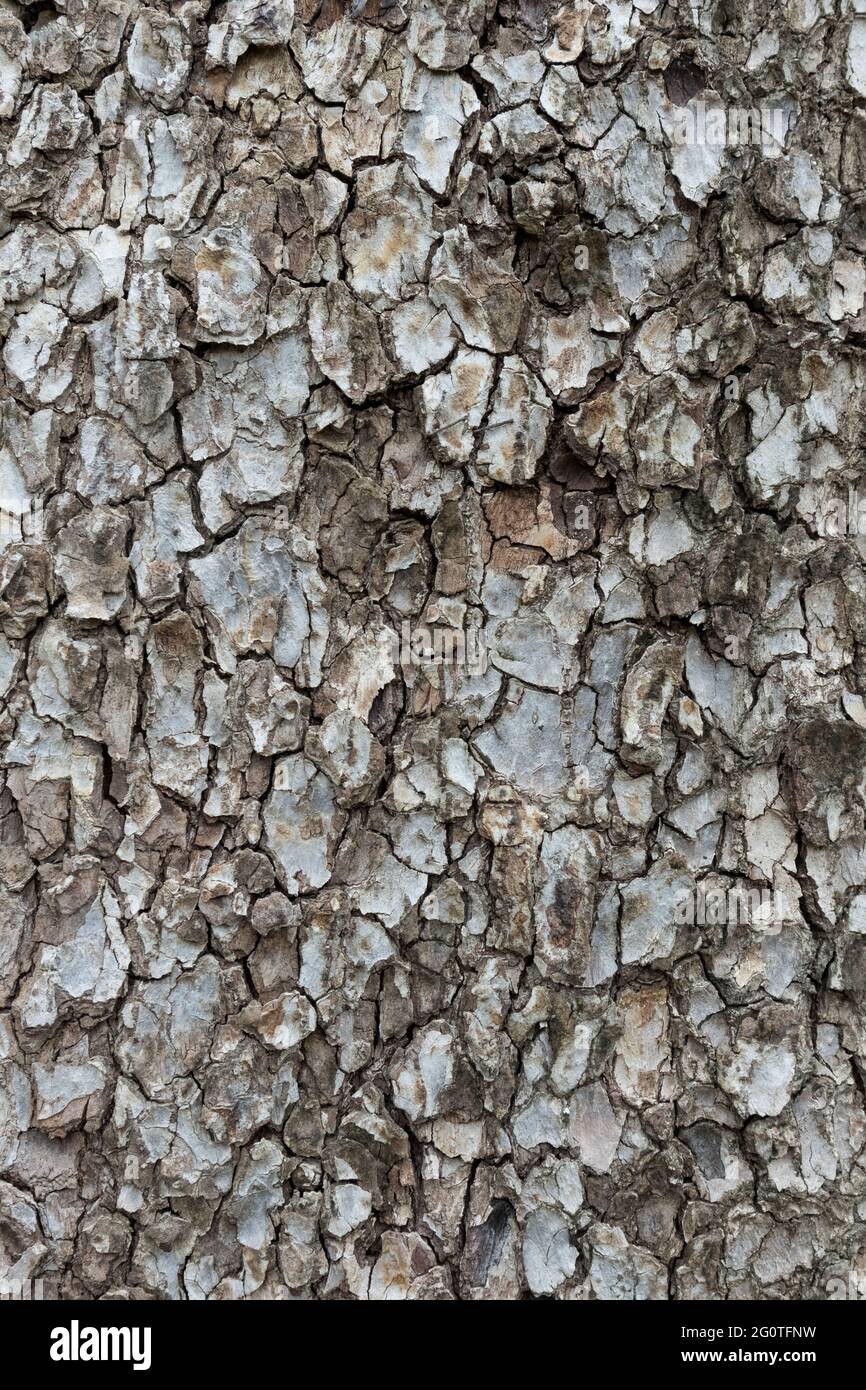 Close up the texture of the tree Beautiful hardwood bark In the ...