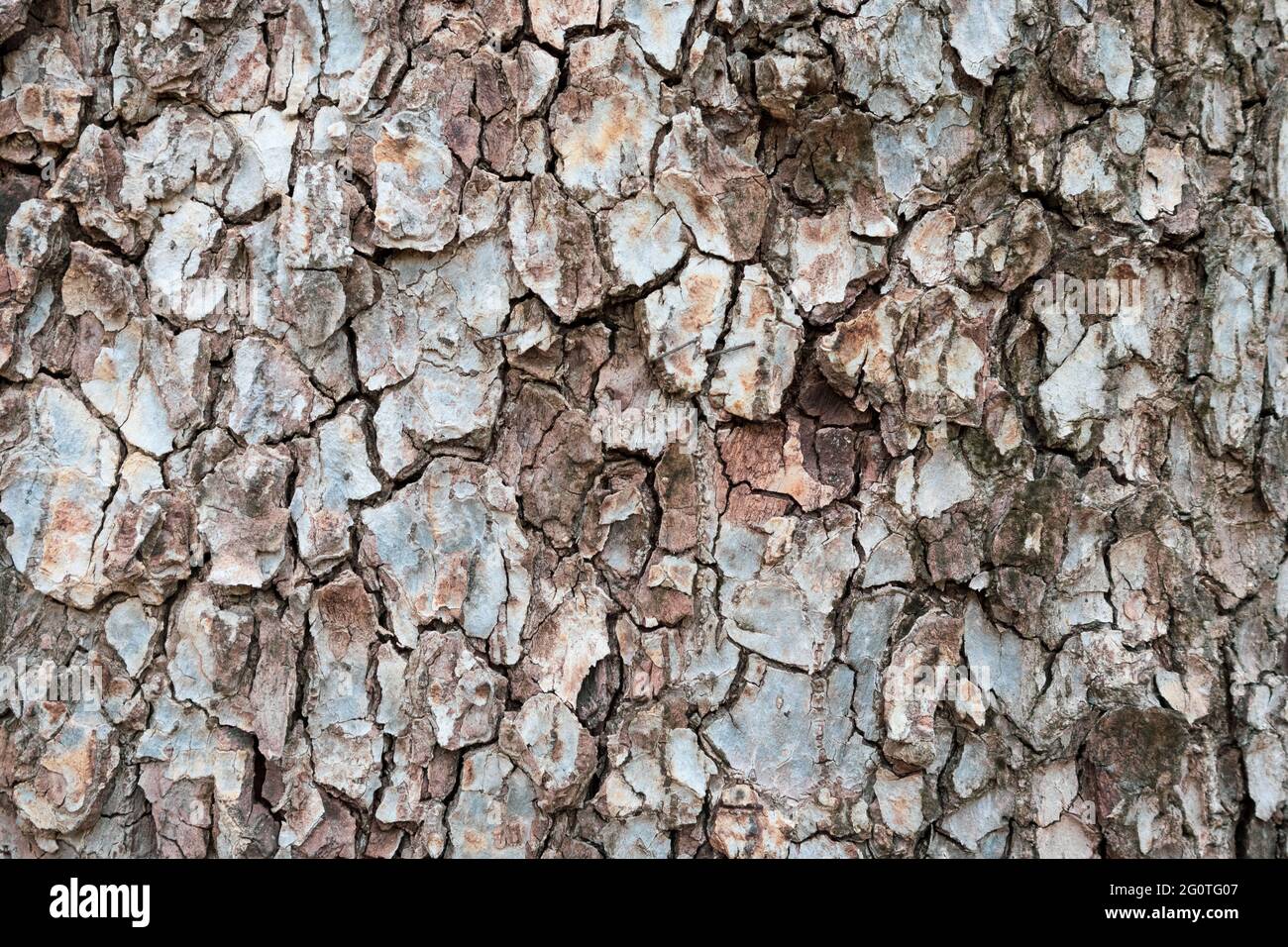 Close up the texture of the tree Beautiful hardwood bark In the ...