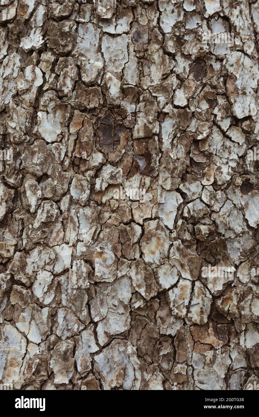 Close up the texture of the tree Beautiful hardwood bark In the ...