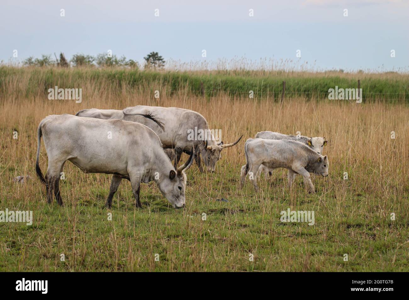 Bos primigenius in the Special nature reserve Subotica Sand in Serbia ...