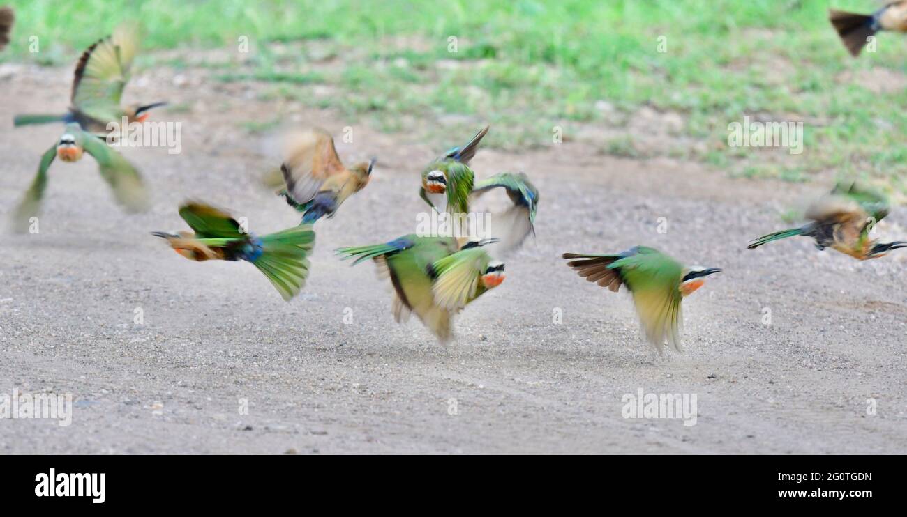 Bird watching is very rewarding in South Africa. Colony of white ...