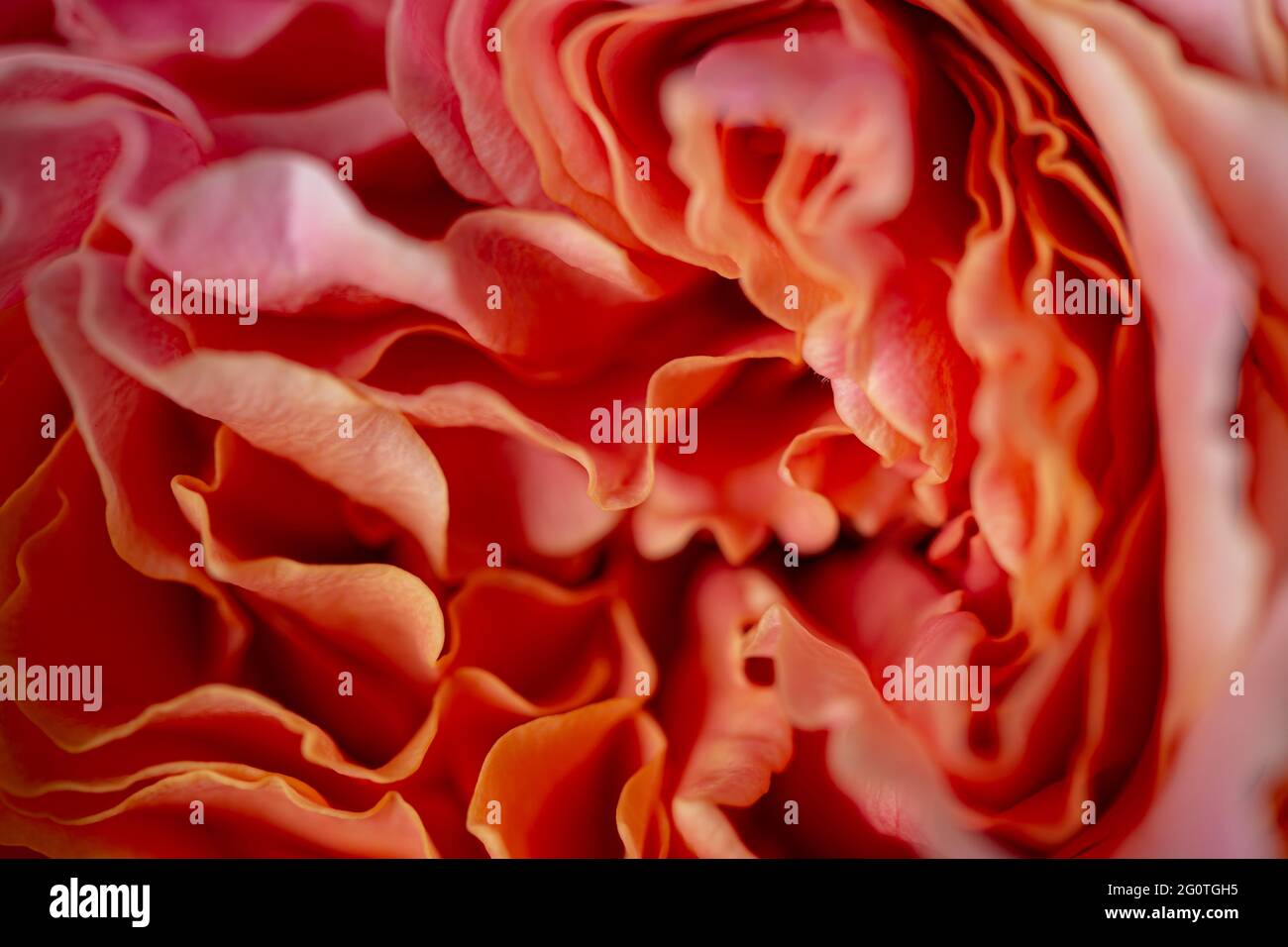 Curled petals hi-res stock photography and images - Alamy