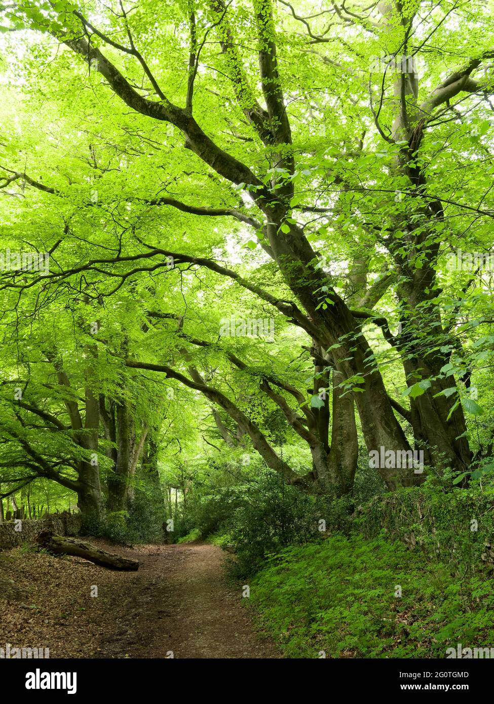 A bridleway though Beech (Fagus sylvatica) trees in Mendip Lodge Wood ...