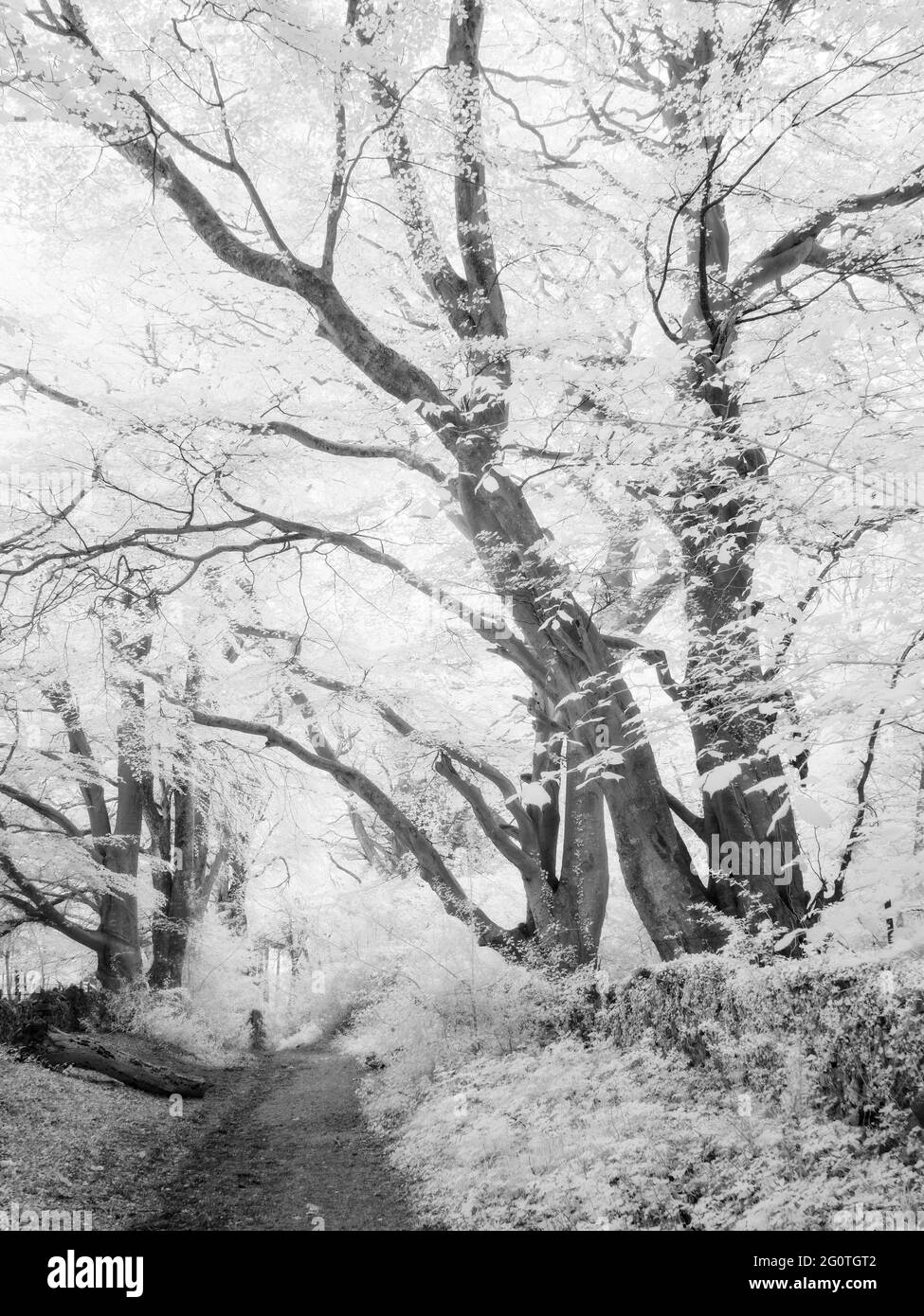 Beech Trees In Black And White High Resolution Stock Photography and ...