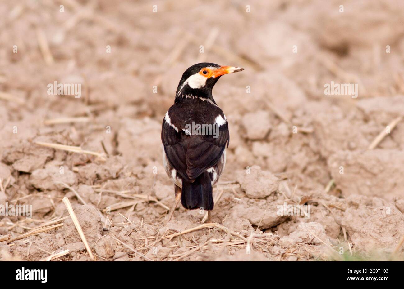Indian pied starling hi-res stock photography and images - Alamy