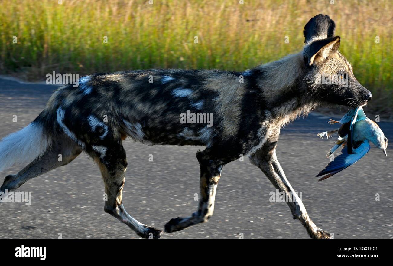 African wild dog eating hi-res stock photography and images - Alamy