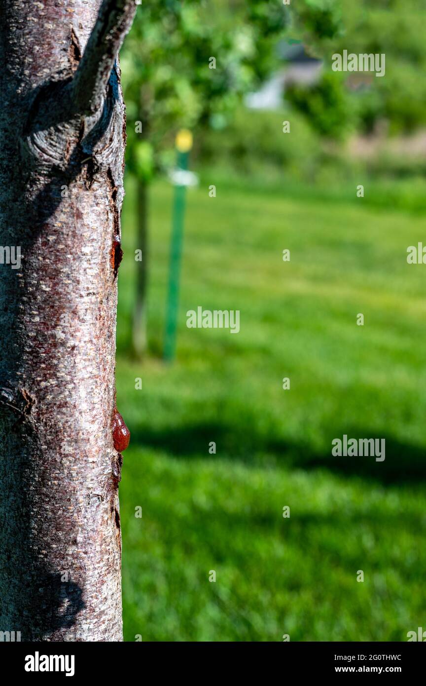 damaged bark of on a peach tree in the spring caused by an infestation ...