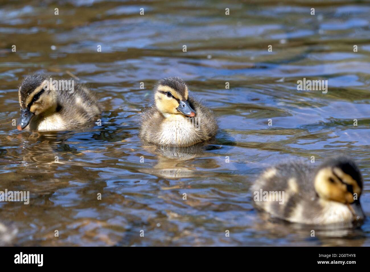 Duckling looking at camera hi-res stock photography and images - Alamy