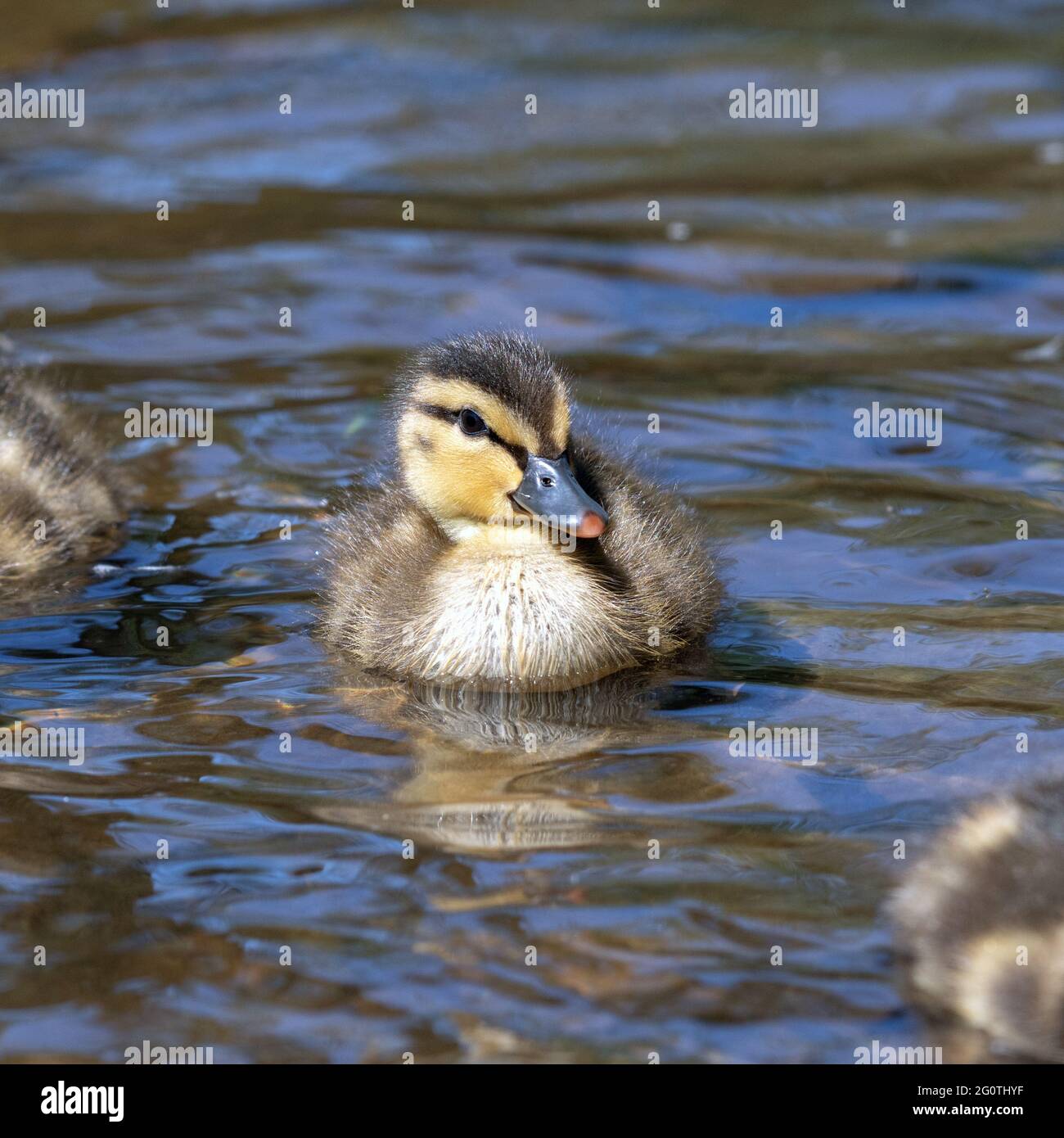 Young Mallard duckling floating on the river Stock Photo - Alamy