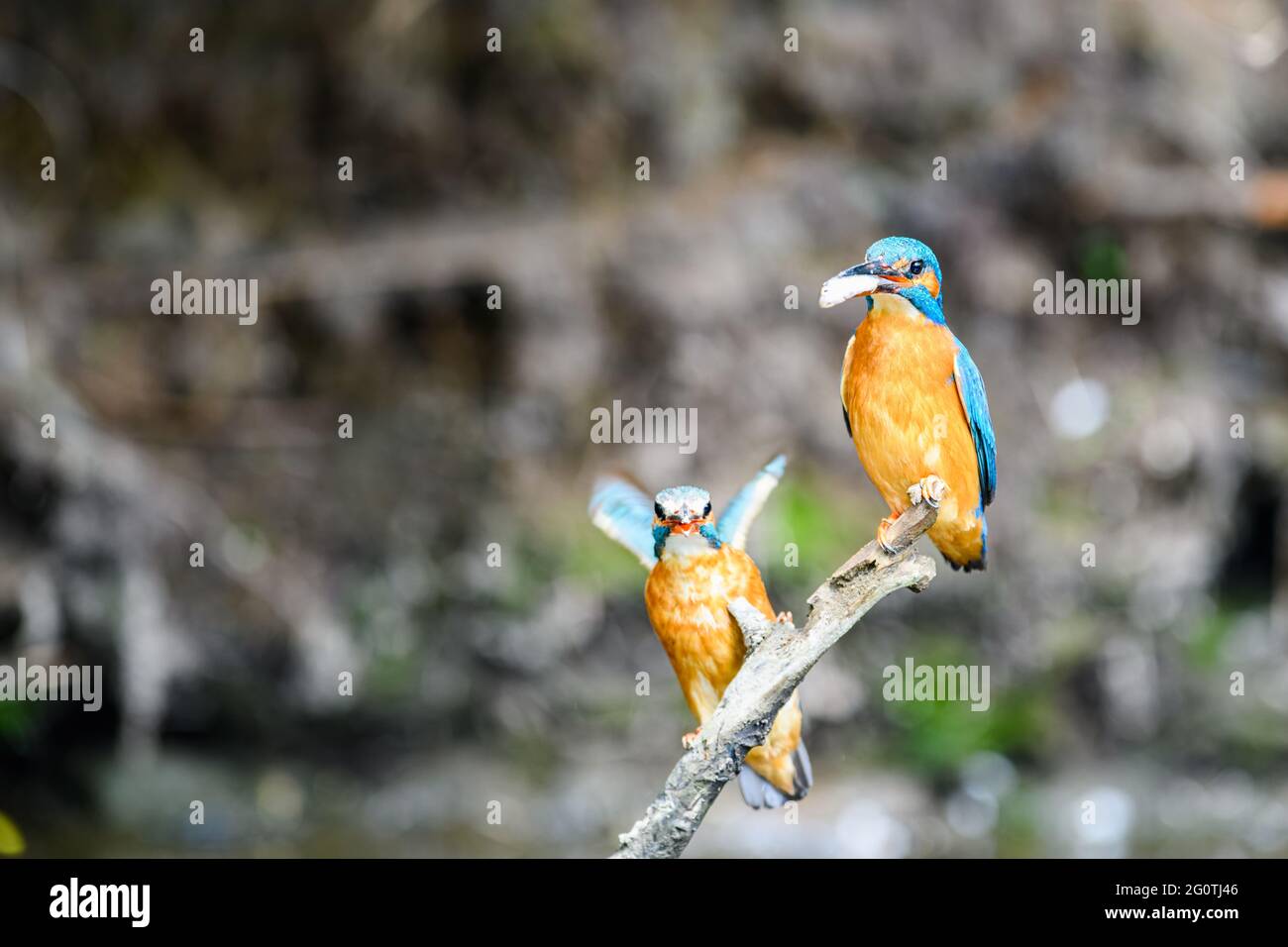 Male and female kingfisher hi-res stock photography and images - Alamy