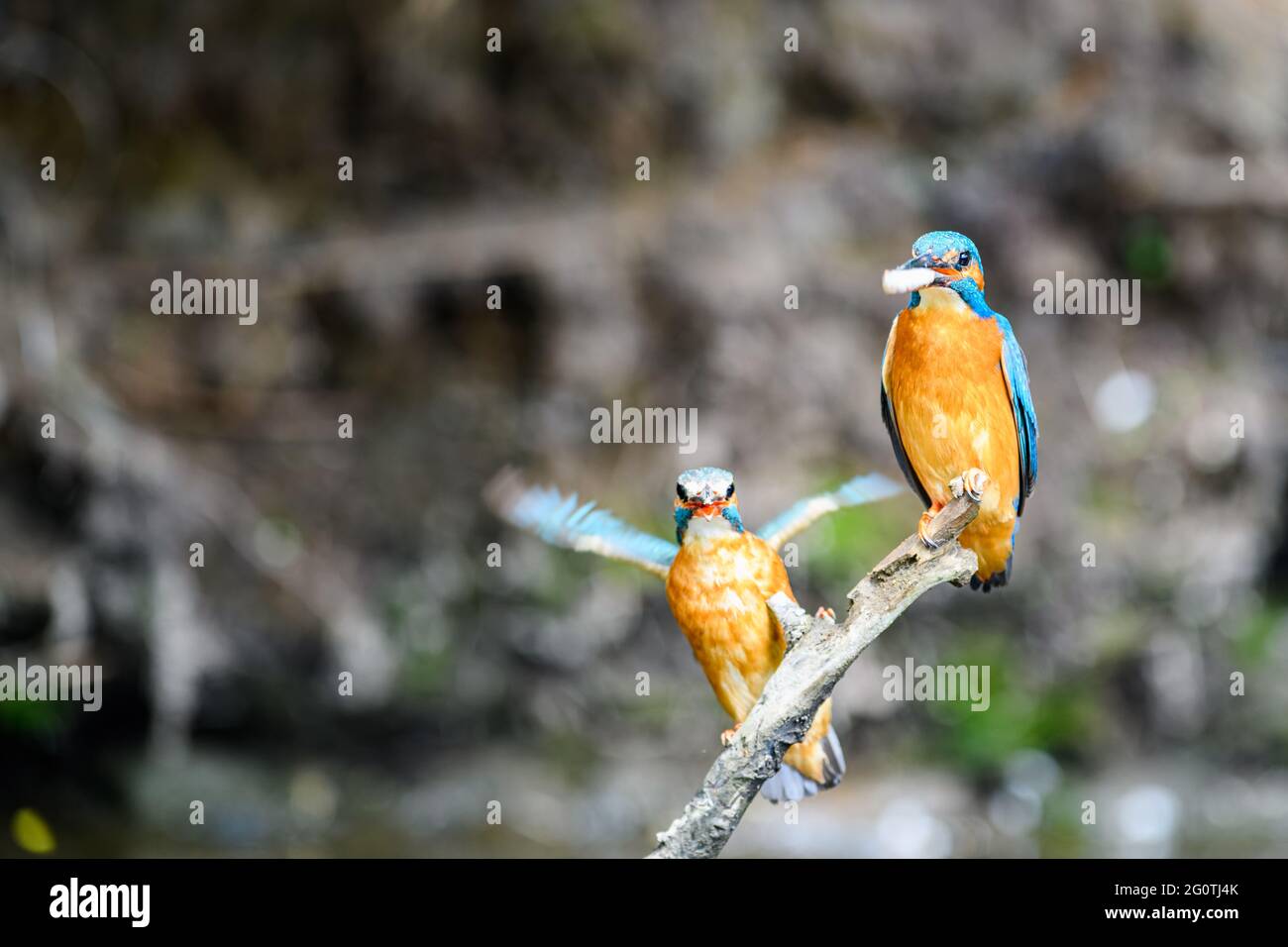 Courtship of the kingfisher (Alcedo atthis). Both males and females sit ...