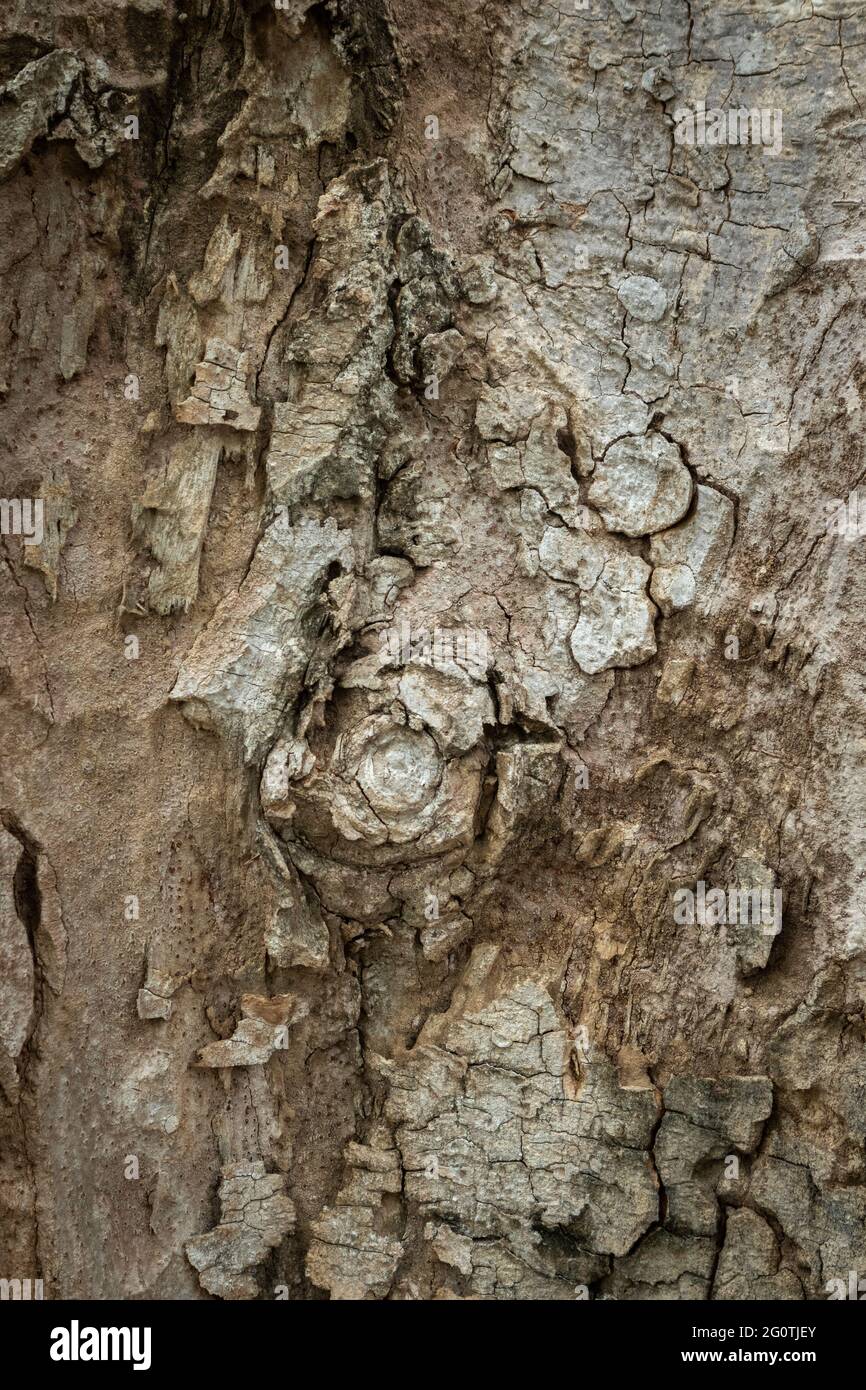 Close up the texture of the tree Beautiful hardwood bark In the ...