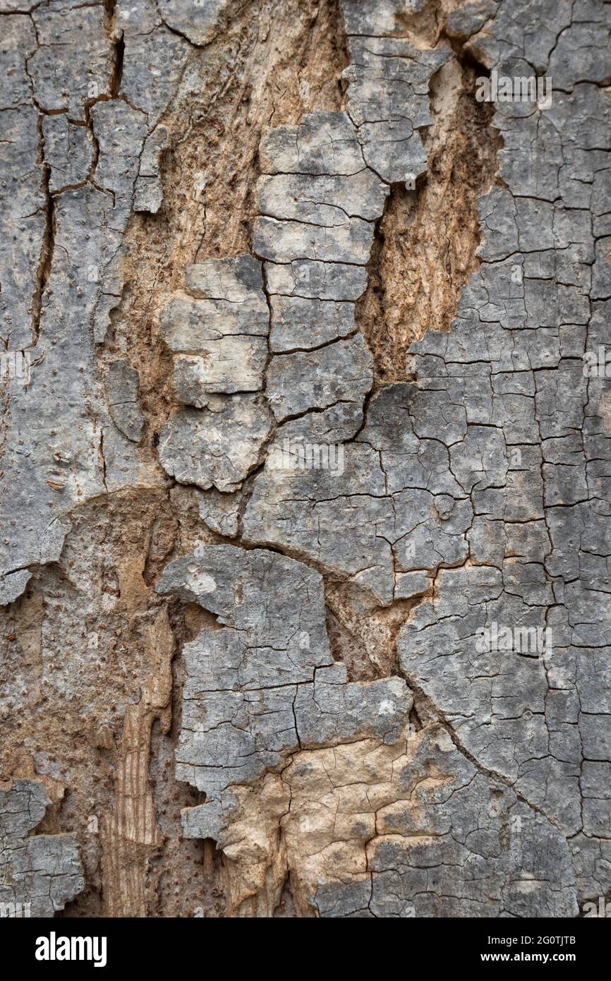 Close up the texture of the tree Beautiful hardwood bark In the ...