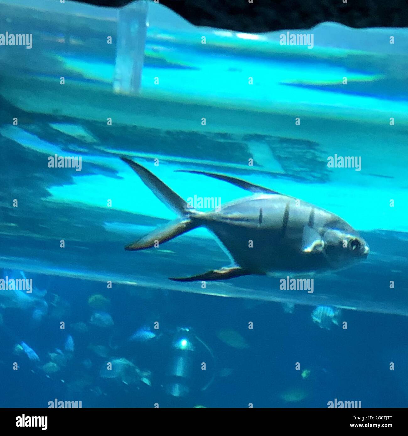 Fish swims near surface of water ta Stock Photo - Alamy