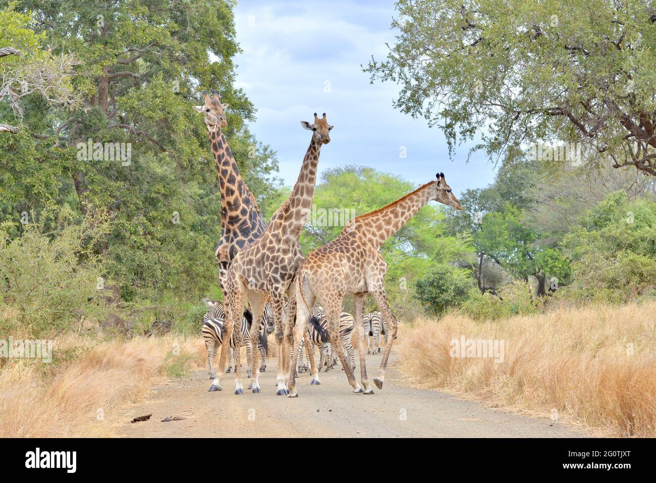 Giraffes in Kruger National Park, South Africa Stock Photo - Alamy
