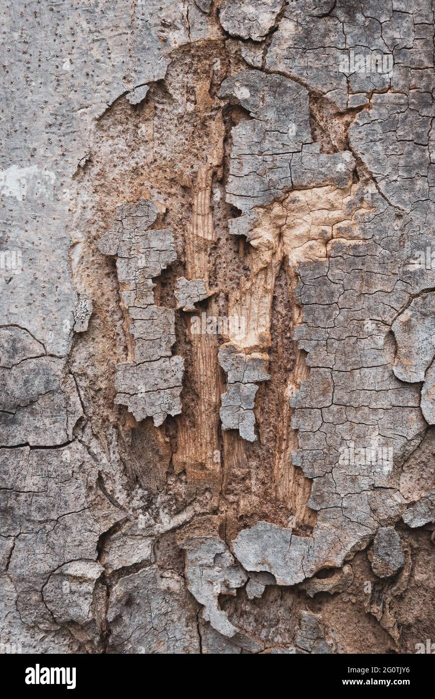 Close up the texture of the tree Beautiful hardwood bark In the ...