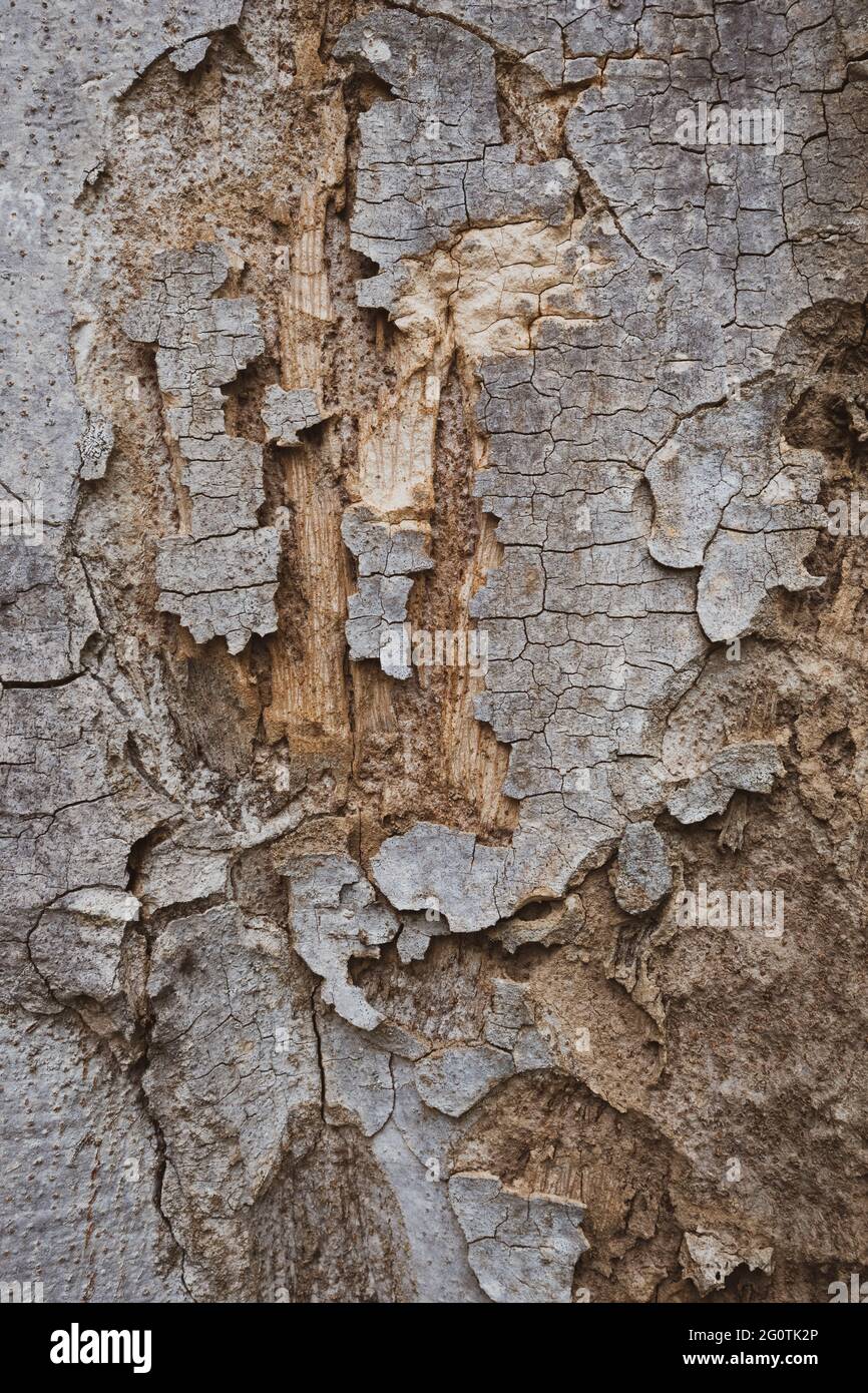 Close up the texture of the tree Beautiful hardwood bark In the ...
