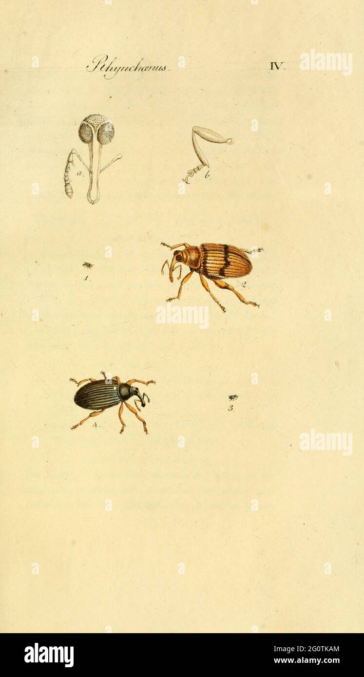 Zurich vector hi-res stock photography and images - Alamy