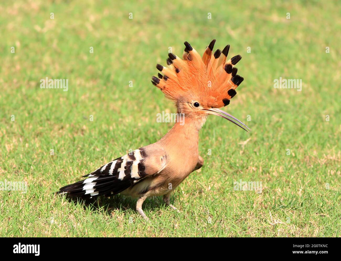 hoope in wildlife reserves , Hoopoes are colourful birds found across ...