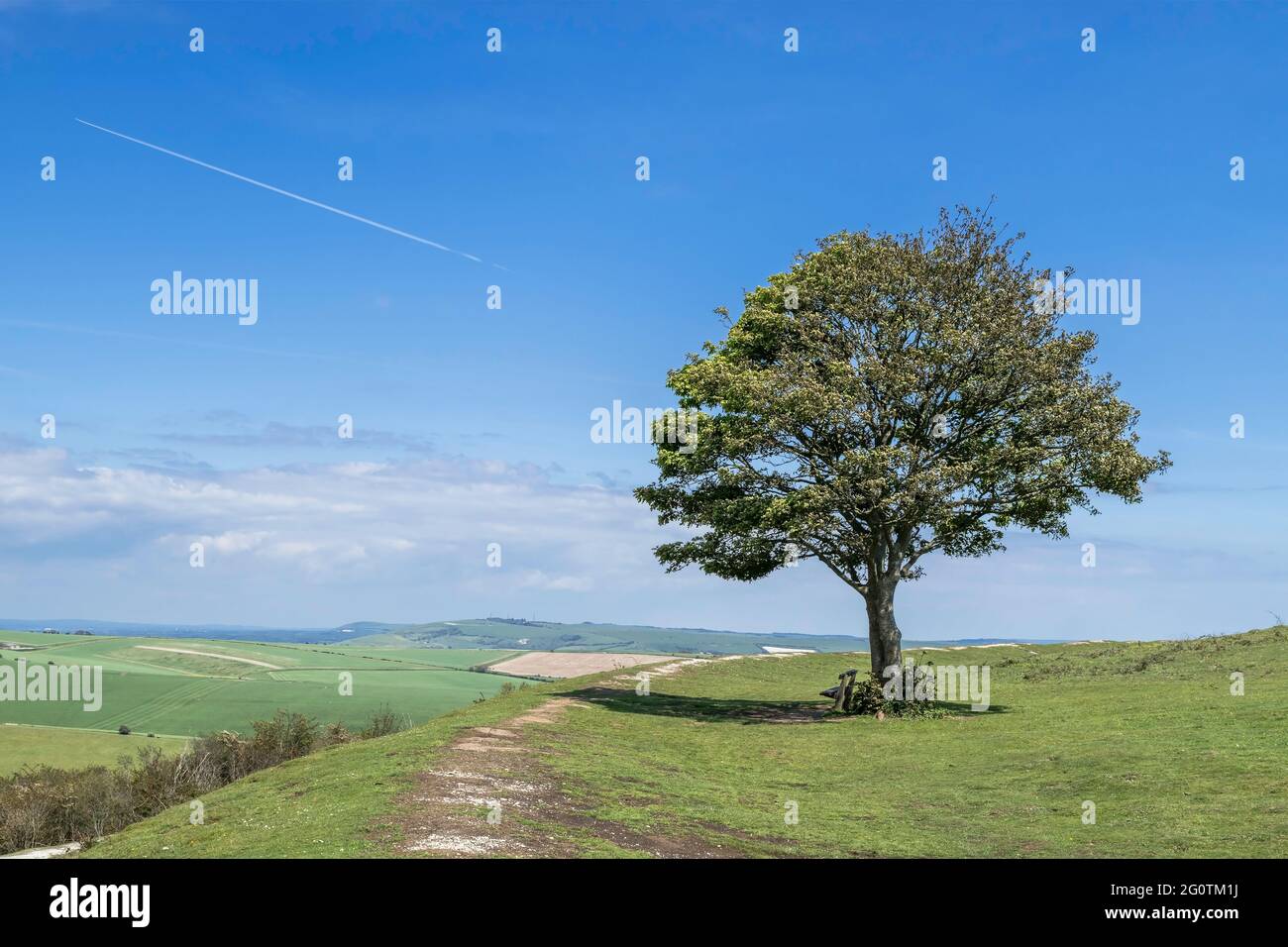 Findon tree hi-res stock photography and images - Alamy