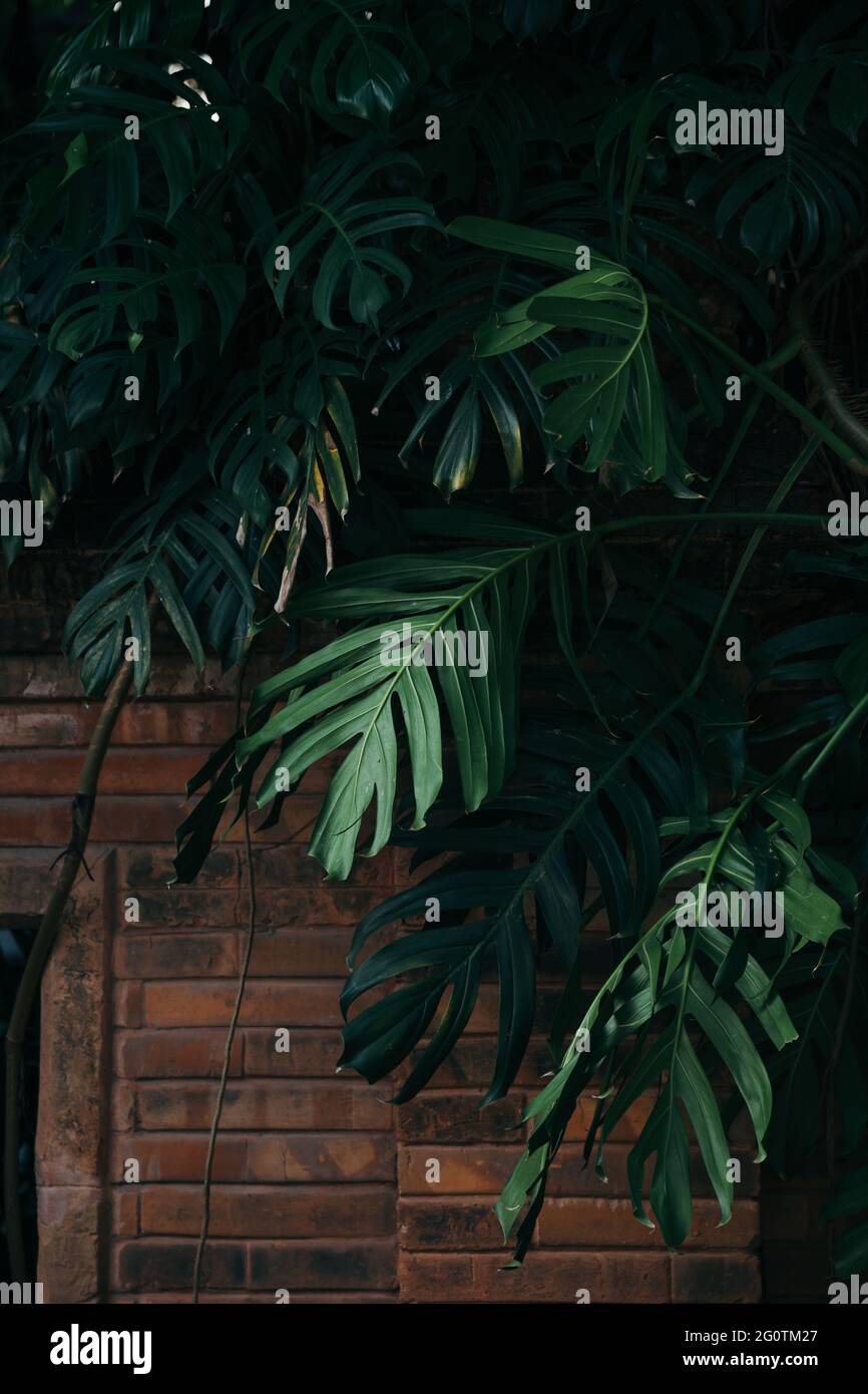 Dark green tropical fresh monstera leaves on brown brick wall ...