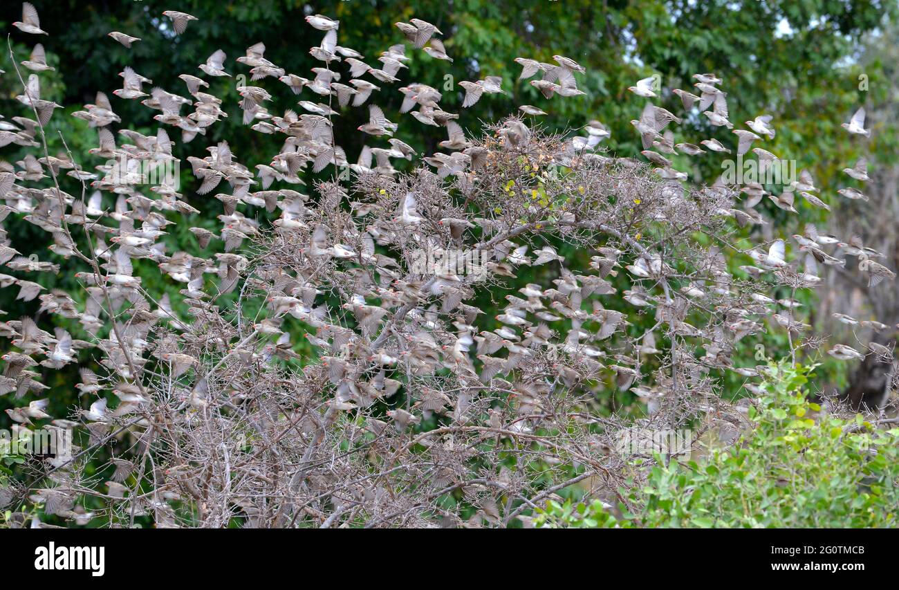 Finches flying hi-res stock photography and images - Alamy