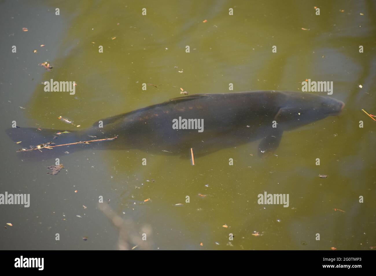 Catfish day hi-res stock photography and images - Alamy