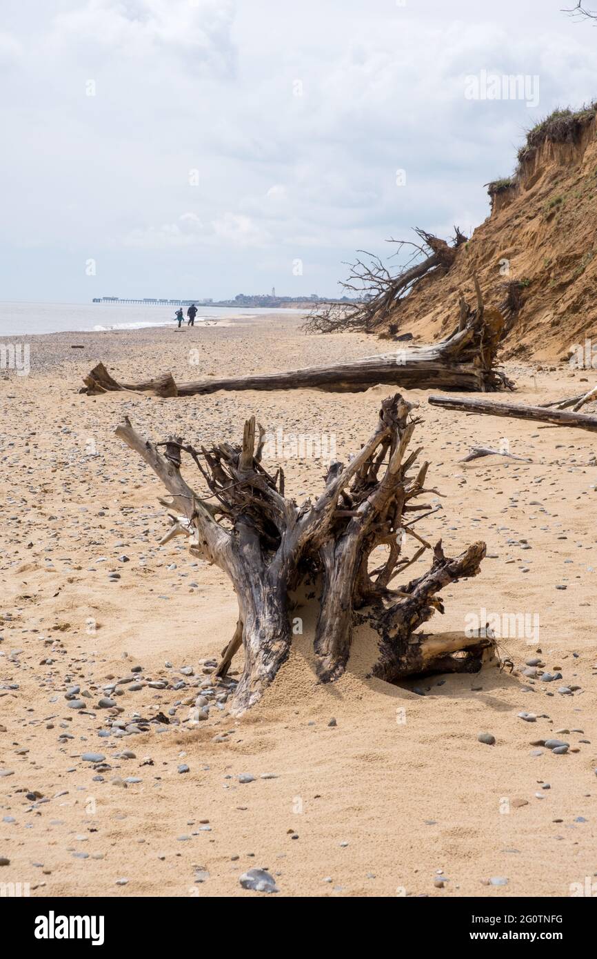 Fallen tree on the beach at Covehithe in Suffolk caused by coastal ...