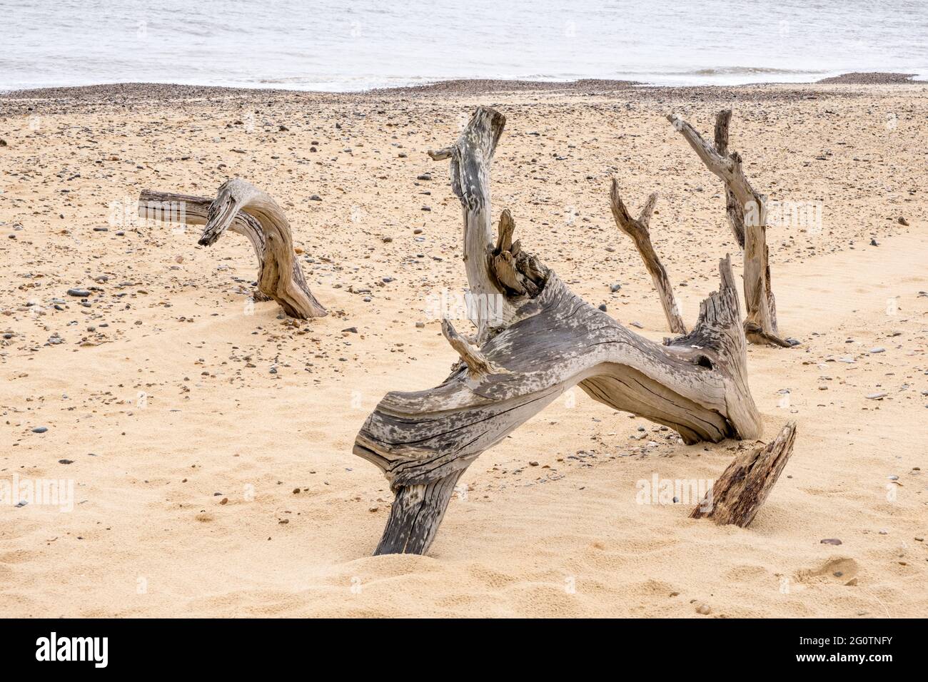 Fallen tree on the beach at Covehithe in Suffolk caused by coastal ...