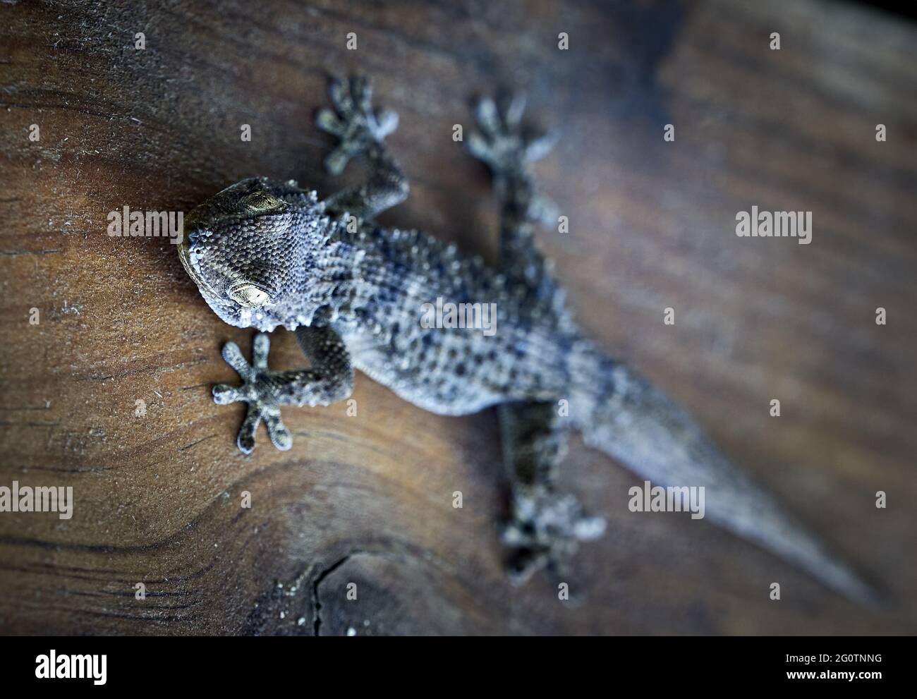 Tropical house geckos hi-res stock photography and images - Alamy
