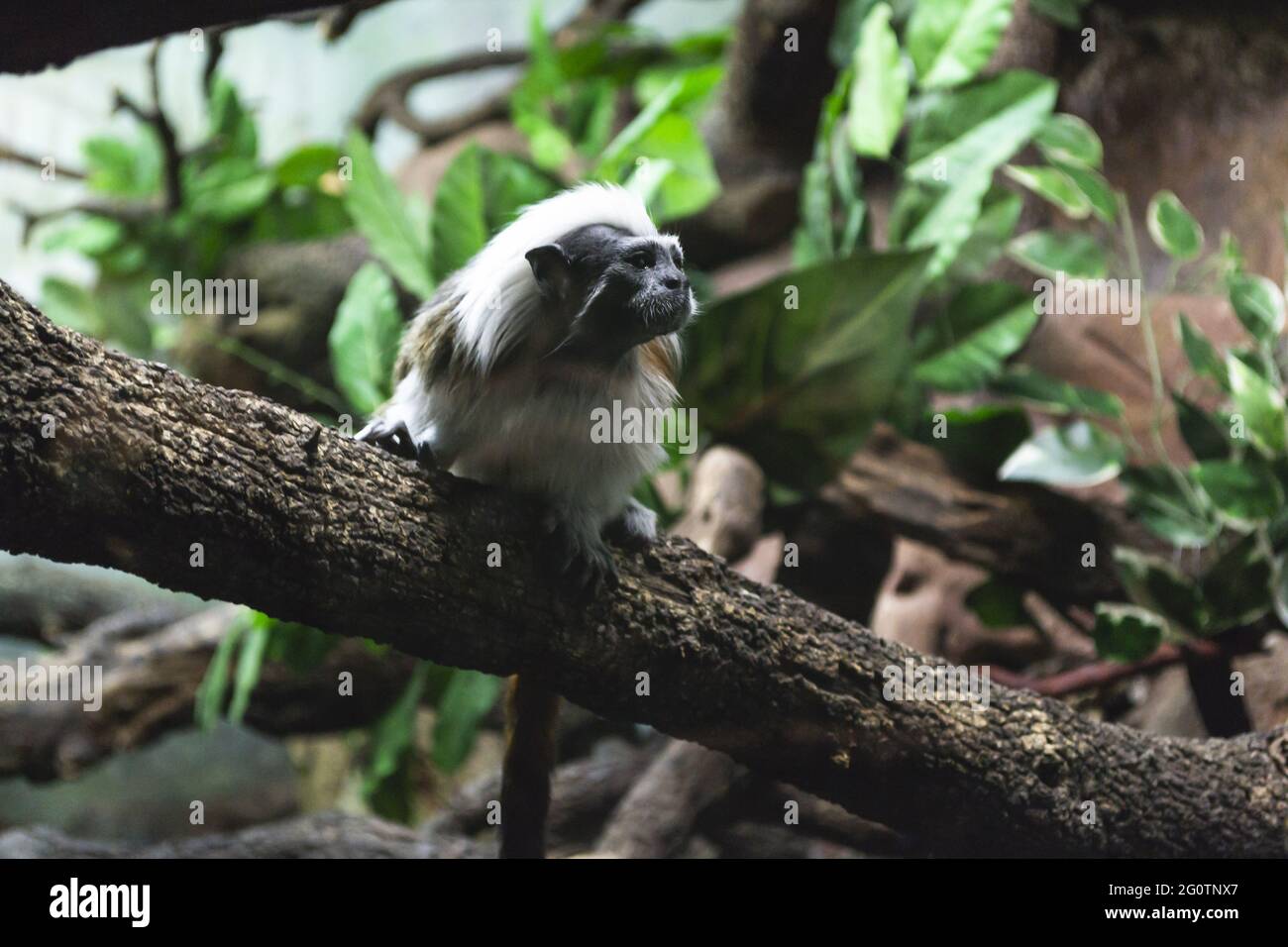 Colobines hi-res stock photography and images - Alamy