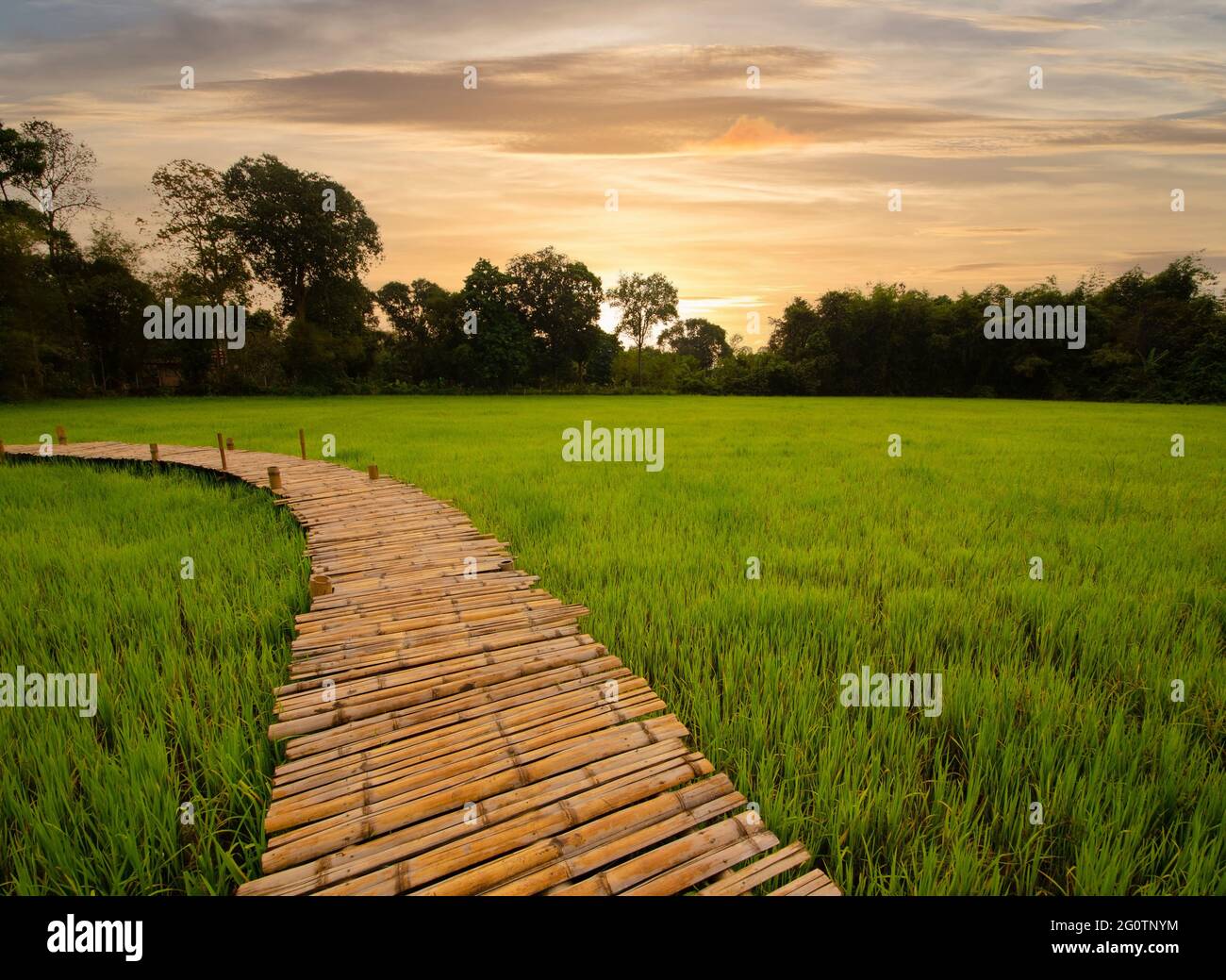 Wooden bridge in paddy fields with sunset Stock Photo - Alamy