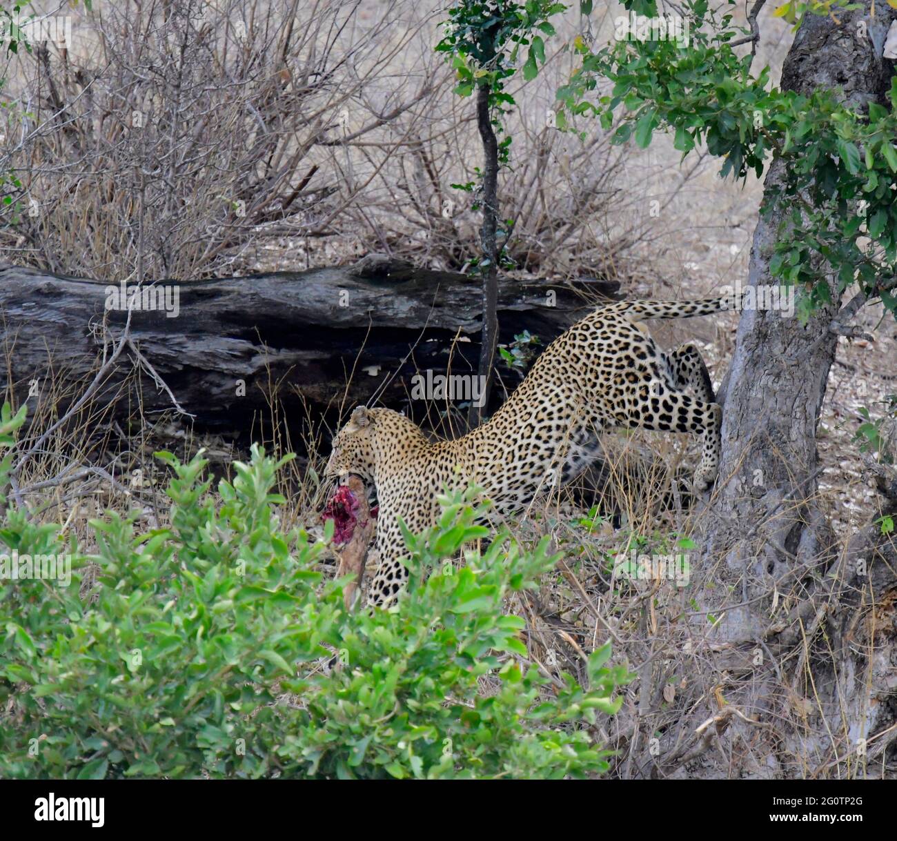 Leopard jumping out of tree with impala remains in mouth.Kruger ...