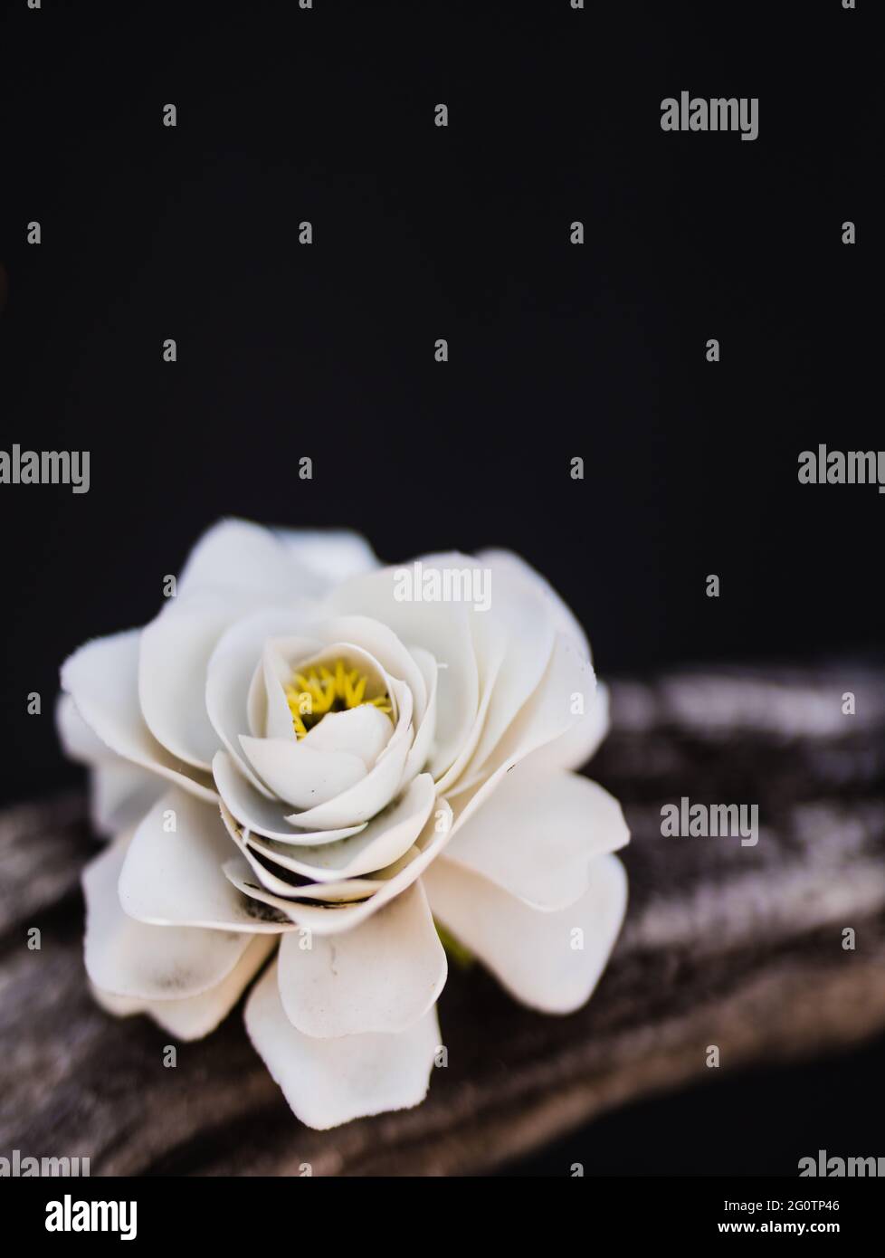 Vertical shot of a white rose head on an isolated black background ...