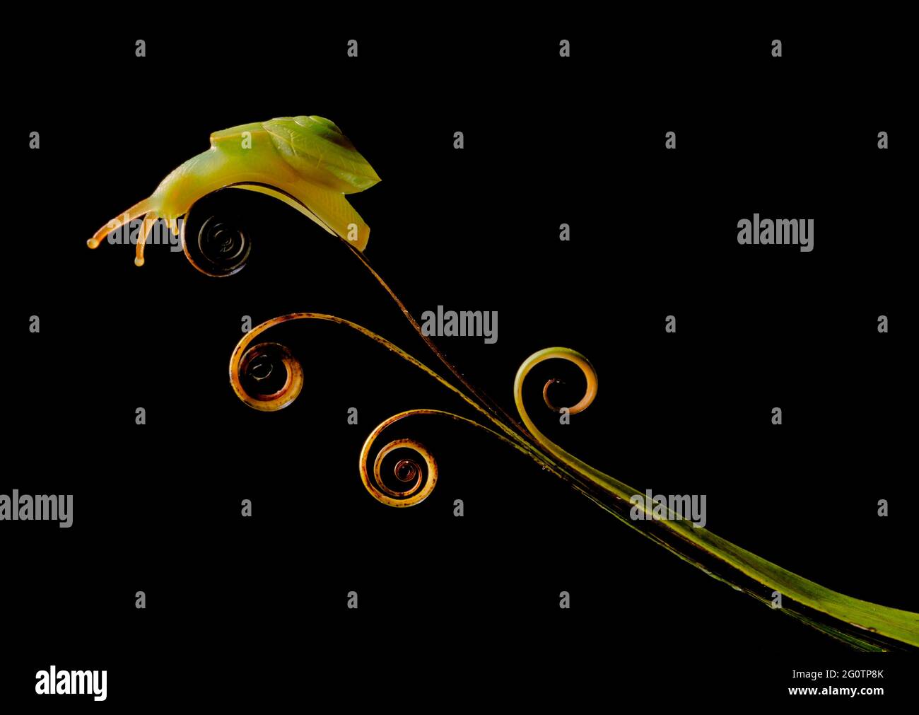 Green Snail (Rhinocochlis nasuta) as the name implies has a bright ...