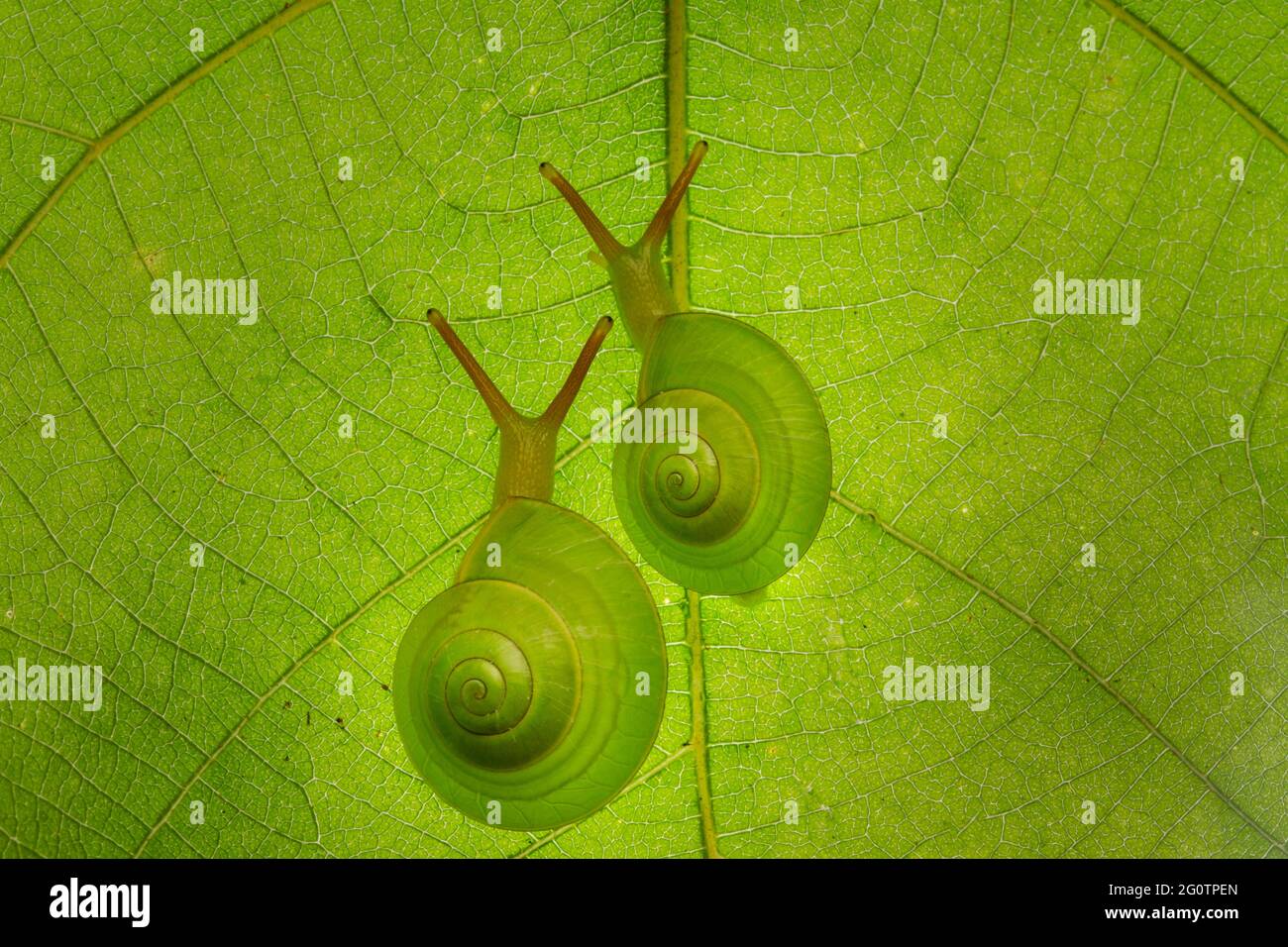 Green snail rhinocochlis nasuta hi-res stock photography and images - Alamy