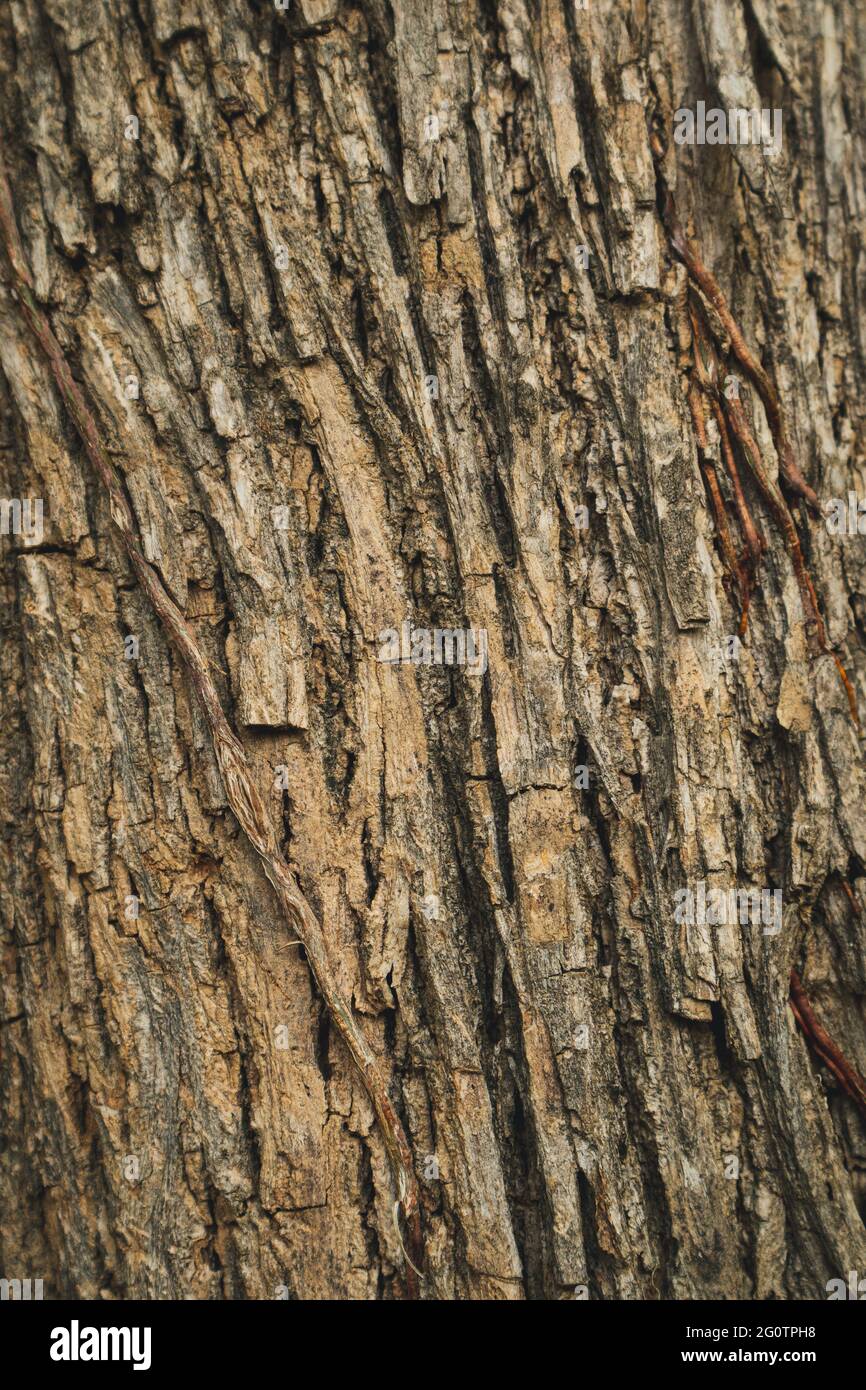Close up the texture of the tree Beautiful hardwood bark In the ...