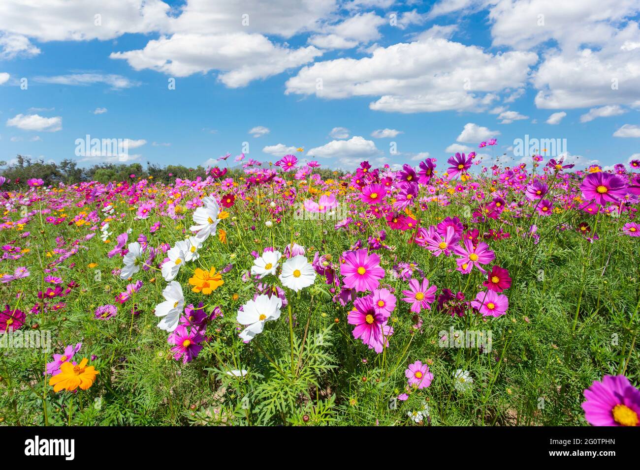 Colorful cosmos blooming in the beautiful garden flowers on hill ...