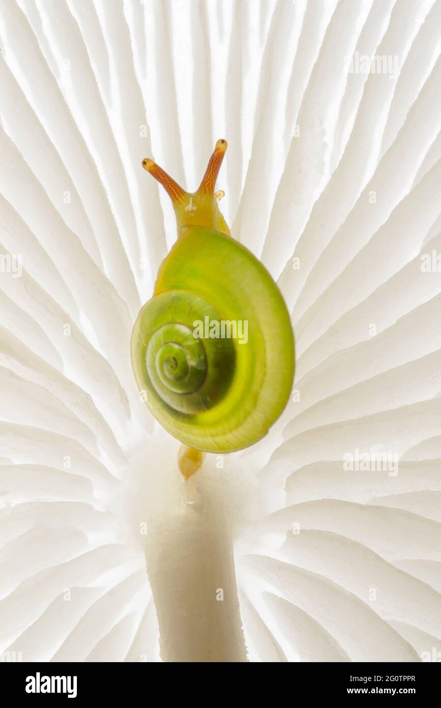 Green Snail (Rhinocochlis nasuta) as the name implies has a bright ...