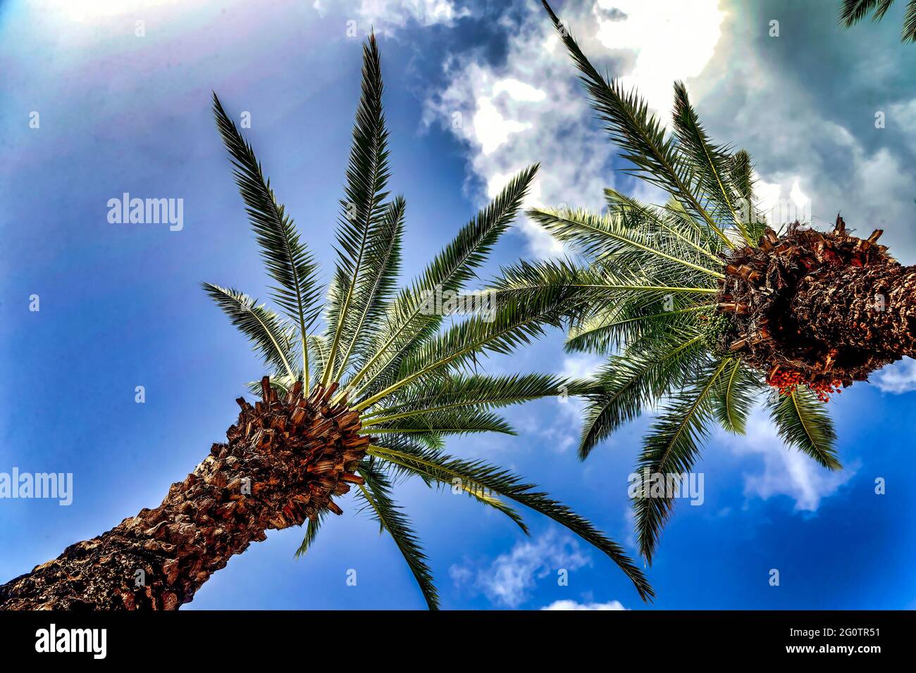 Looking up to the palm trees hi-res stock photography and images - Alamy
