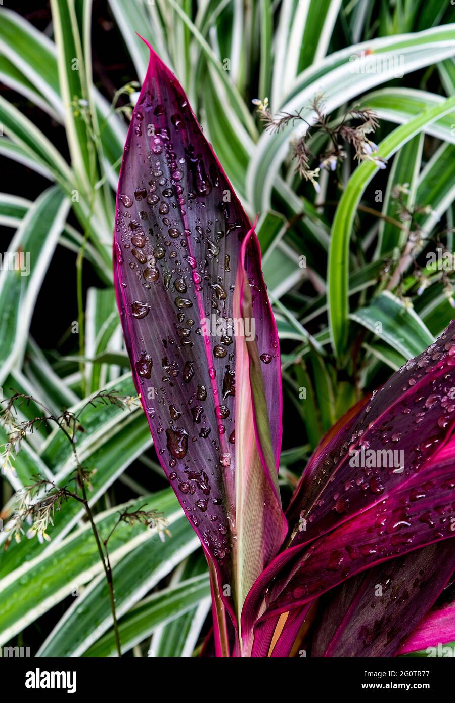 A grove of lush tropical plants at a Caribbean beach resort Stock Photo ...