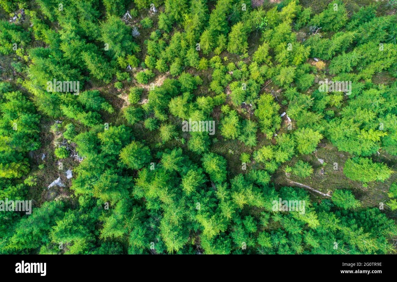 Aerial view of green treetops hi-res stock photography and images - Alamy