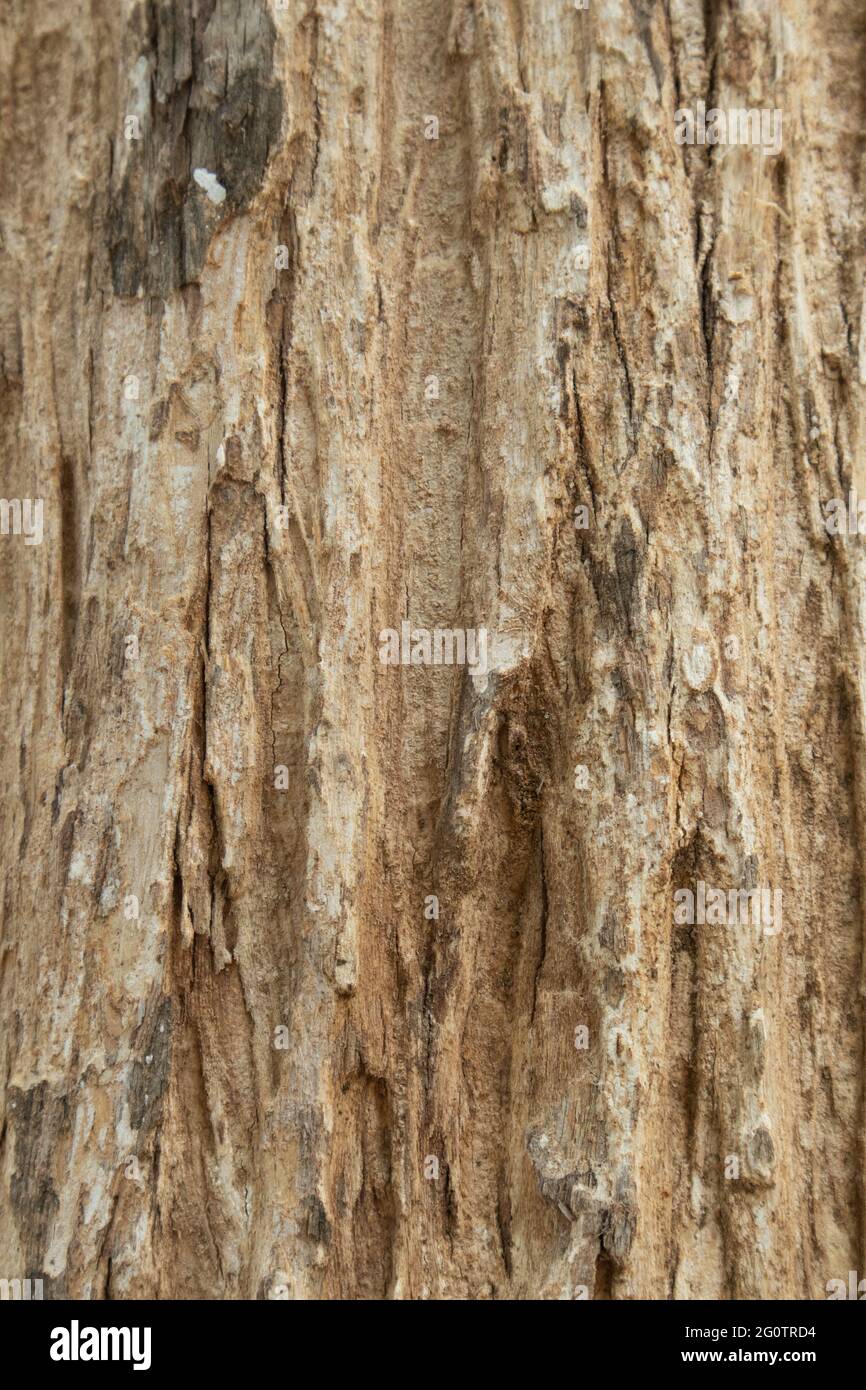 Close up the texture of the tree Beautiful hardwood bark In the ...
